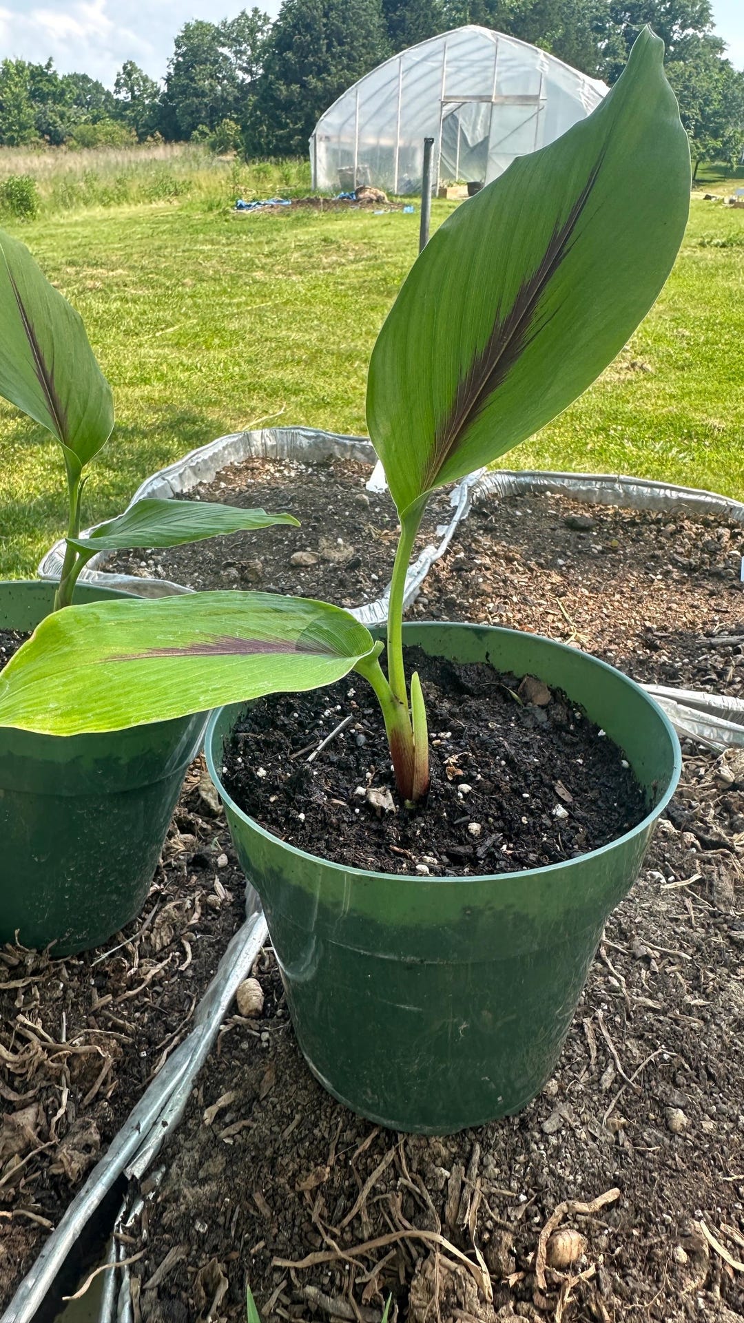 Blue Turmeric Plants (curcuma Caesia) - Etsy