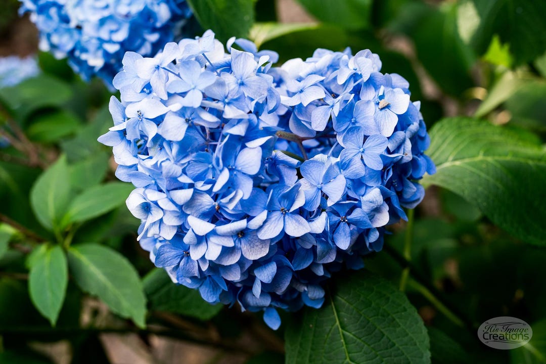 Hydrangeas in Love - Etsy