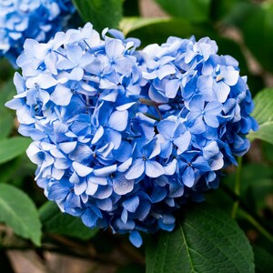 Hydrangeas in Love - Etsy