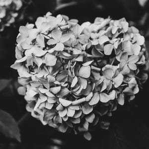 Hydrangeas in Love - Etsy