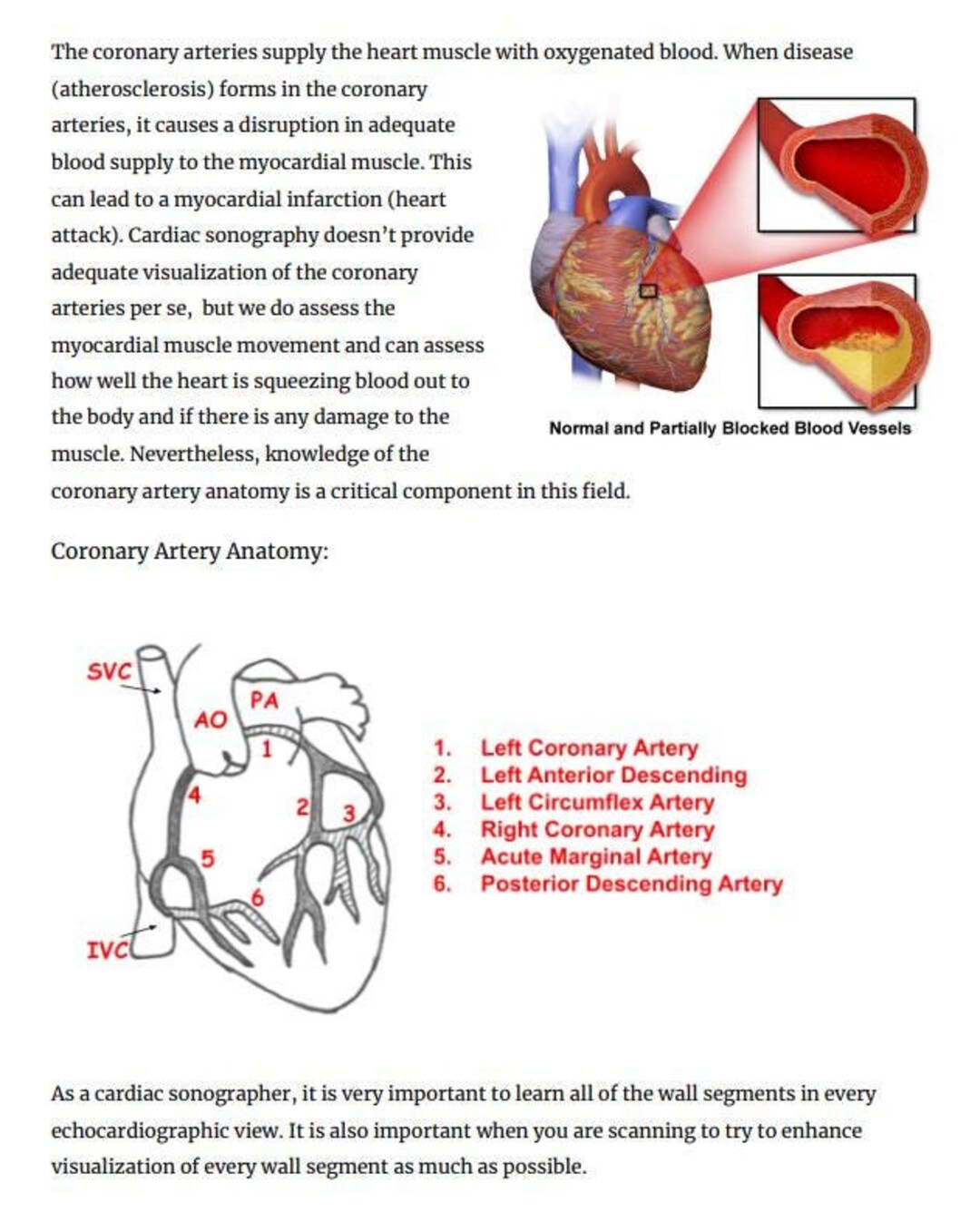 Cardiac Sonography/echocardiography Study Guide/notes - Etsy