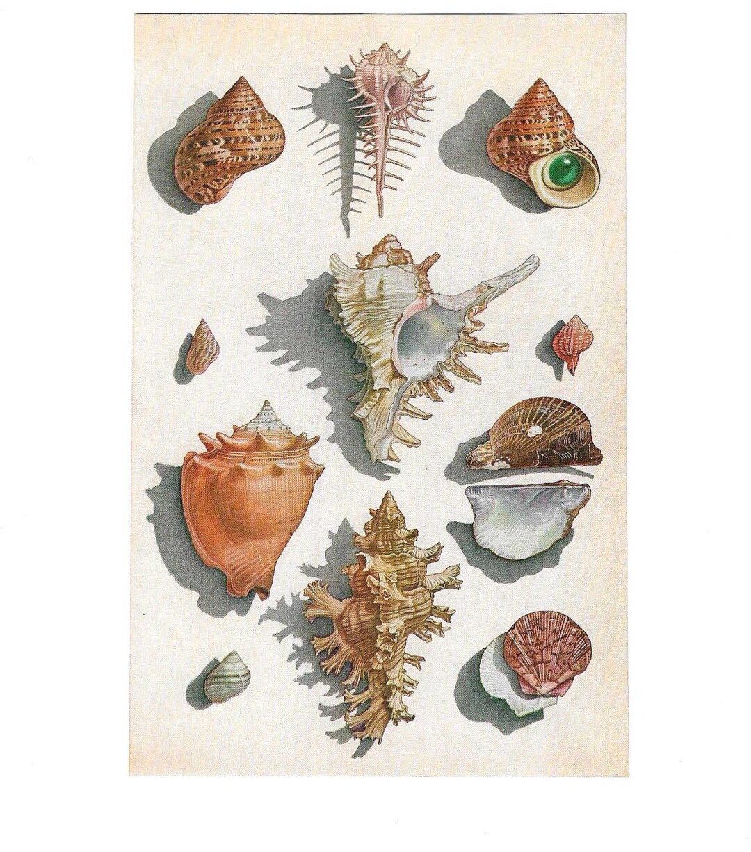 1957 Neutral Gastropod Seashell Print by Rudolf Freund & Rene Martin ...