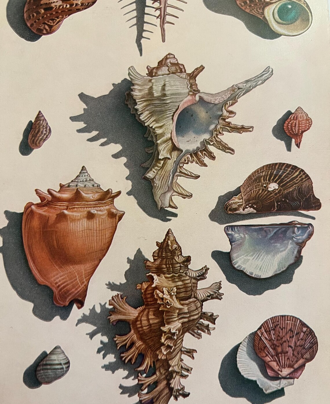1957 Neutral Gastropod Seashell Print by Rudolf Freund & Rene Martin ...
