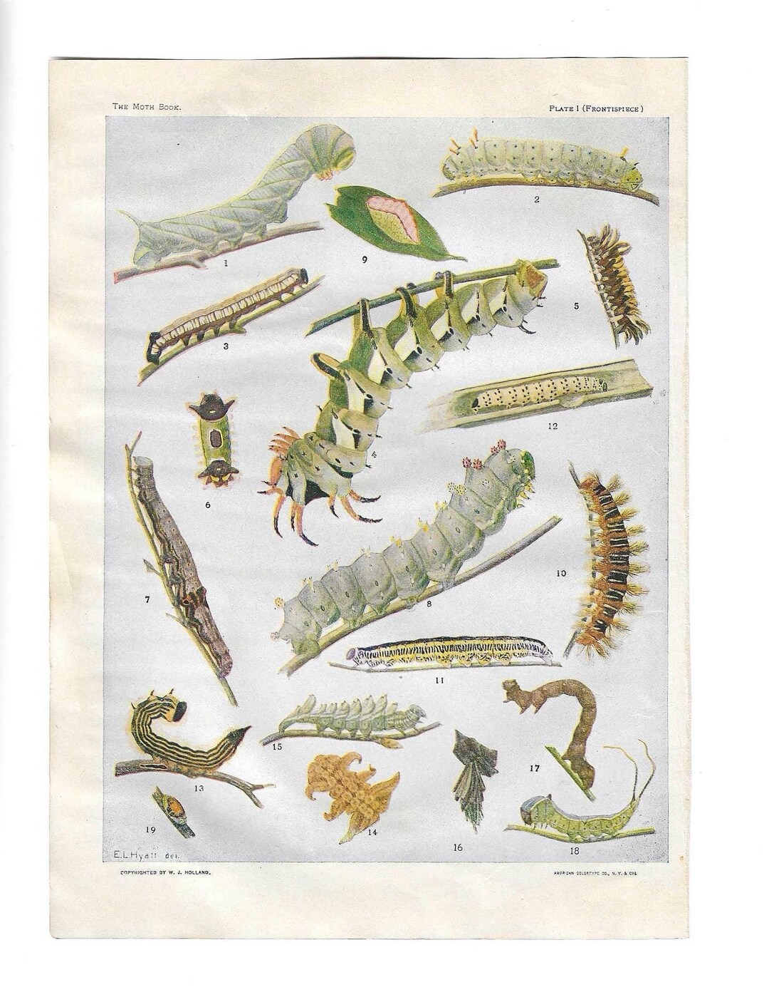 1917 Moth Larvae Lithograph Print - Plate - Insect - Entomology - Etsy