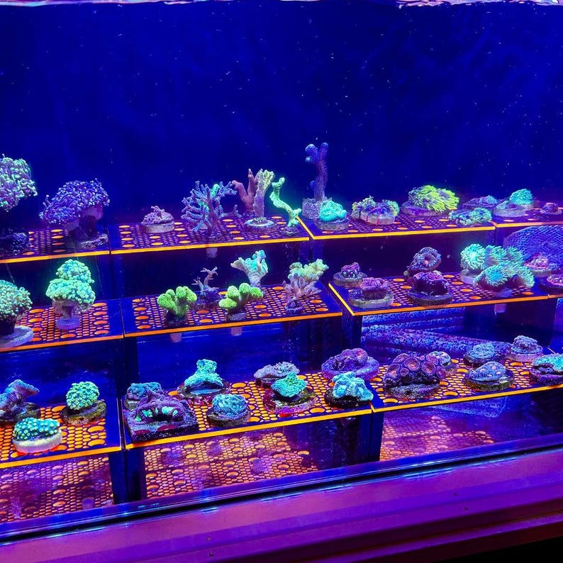 Frag Racks - Etsy
