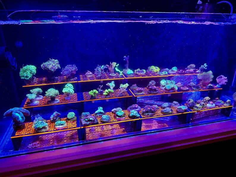 Frag Racks - Etsy