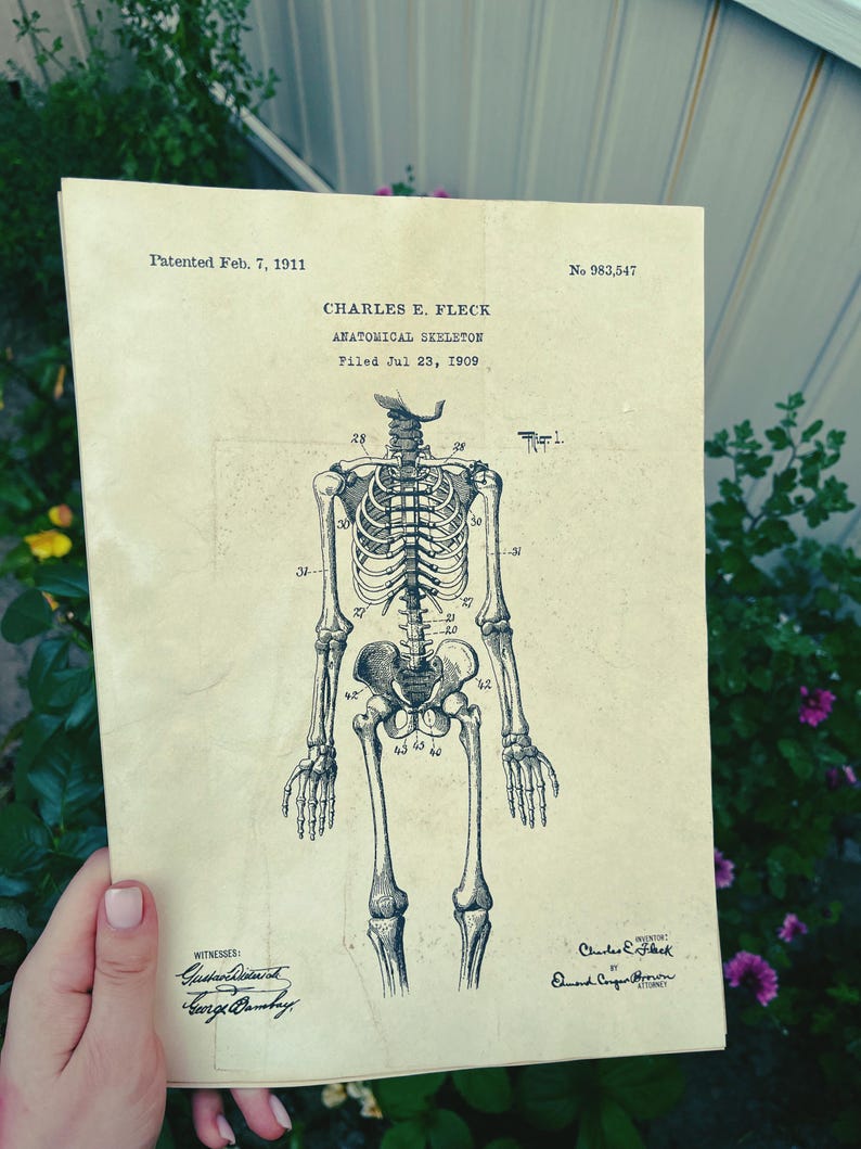 Vintage Anatomical Skeleton Patent A4 Print: Charles E. Fleck 1911 ...