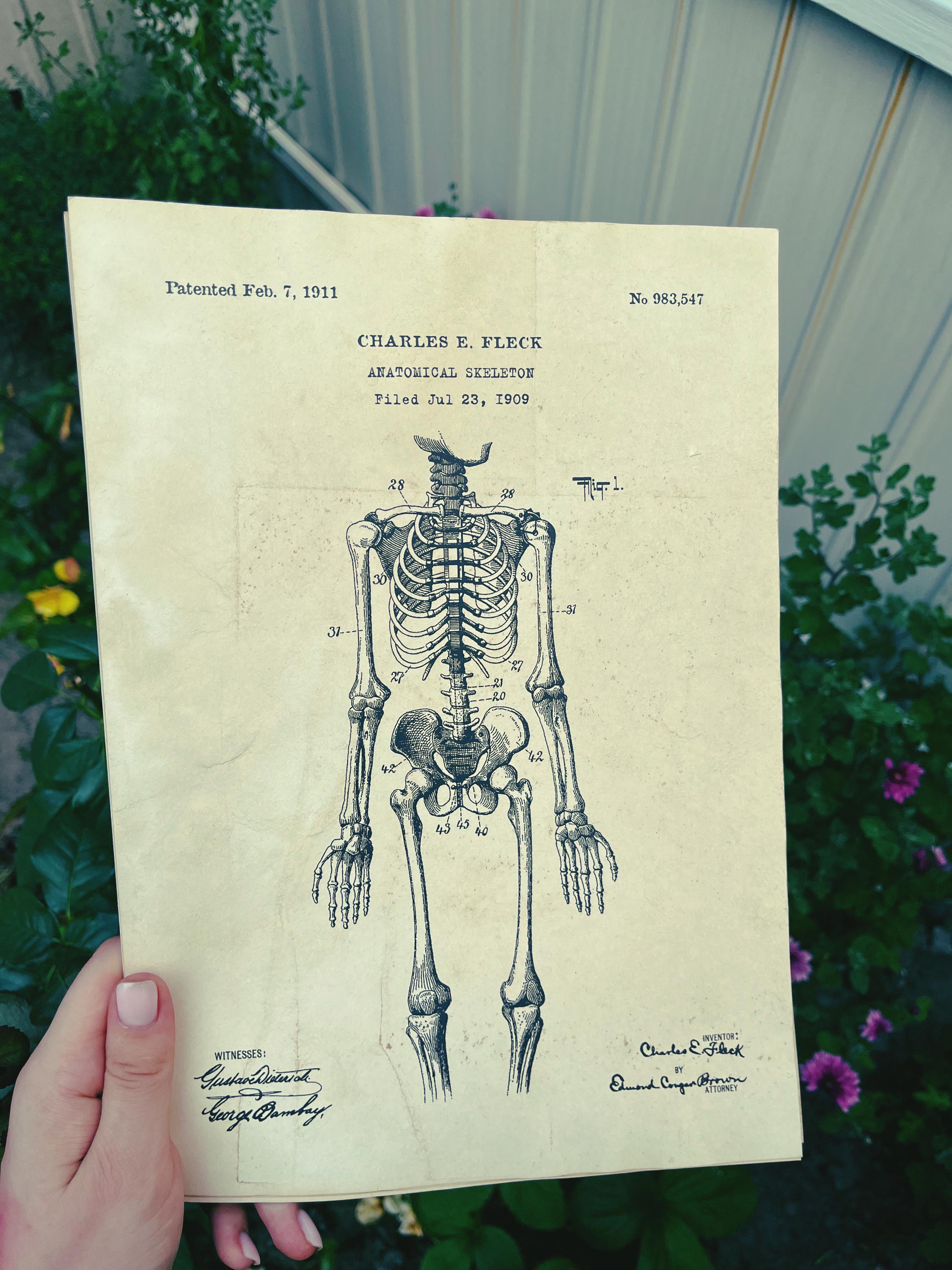 Vintage Anatomical Skeleton Patent A4 Print: Charles E. Fleck 1911 ...