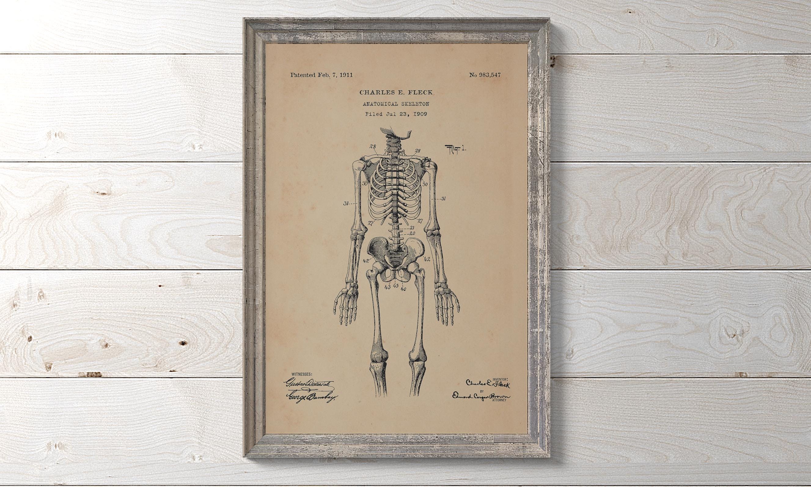 Vintage Anatomical Skeleton Patent A4 Print: Charles E. Fleck 1911 ...