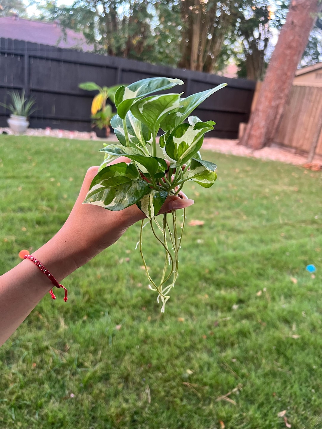 Njoy Pothos Plant "n Joy" in a 4" Pot, Fully Rooted Cutting, Live ...