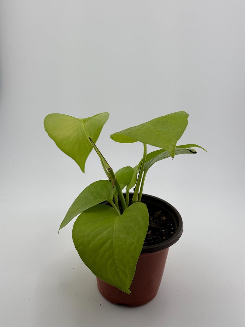 Neon Pothos Indoor Starter Plant in a Nursery Pot - Easy Care Low Light ...