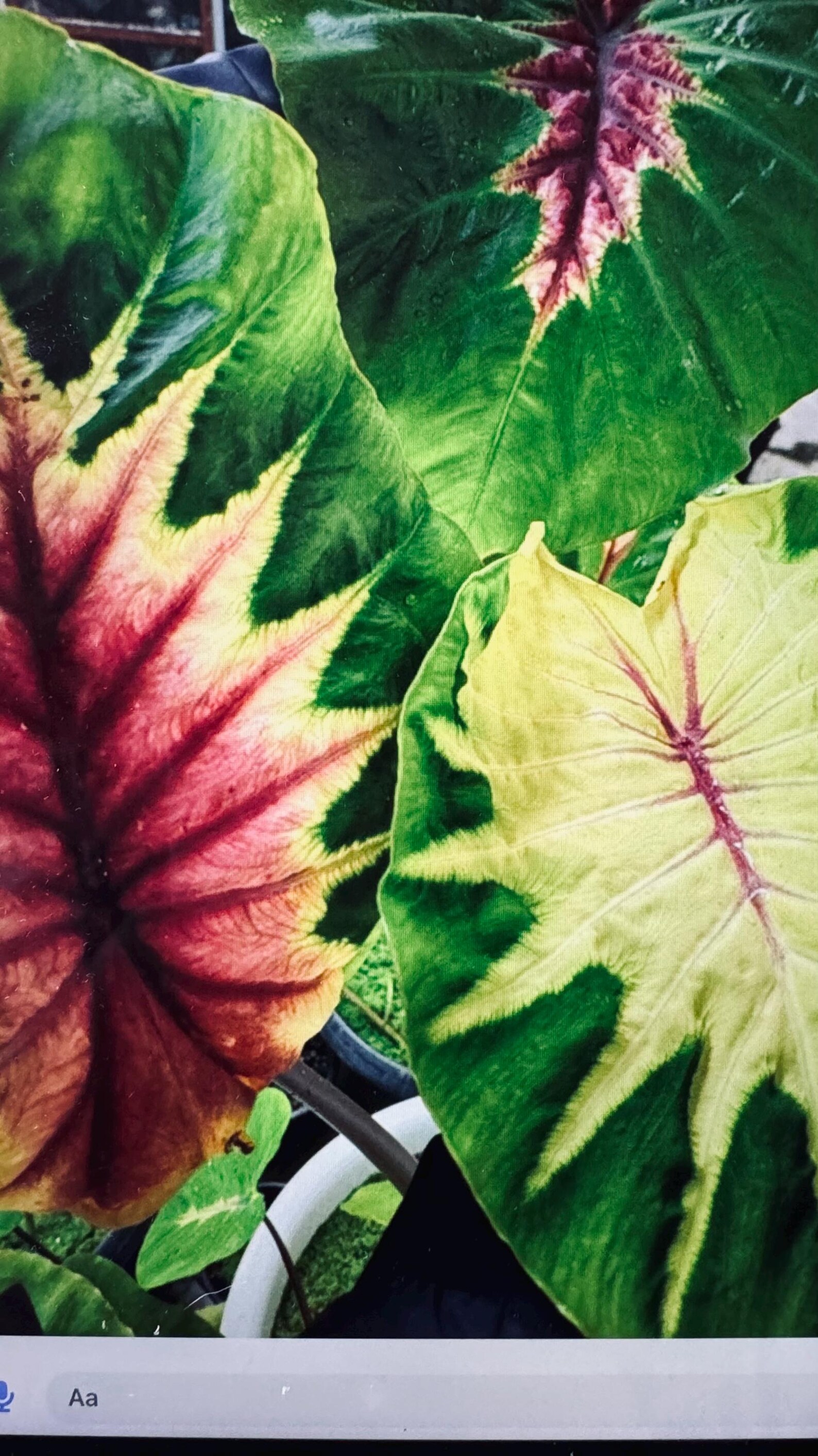 Light Pillar Colocasia Elephant Ear - Etsy