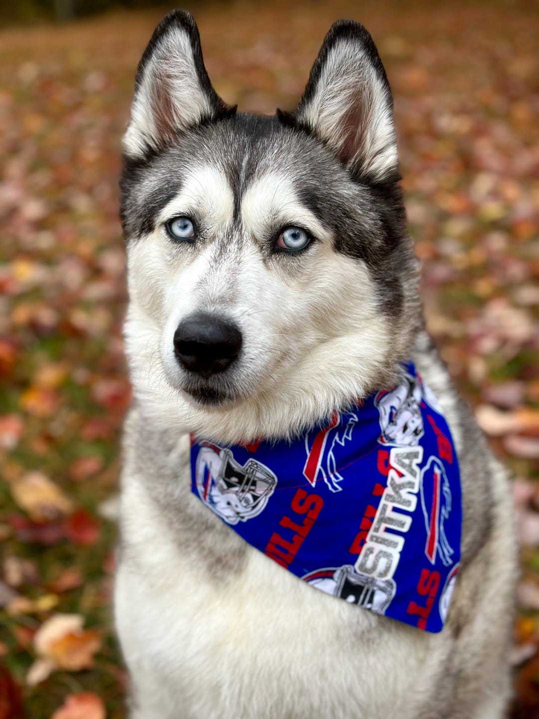 Buffalo Bills Dog Bandana-customizable - Etsy