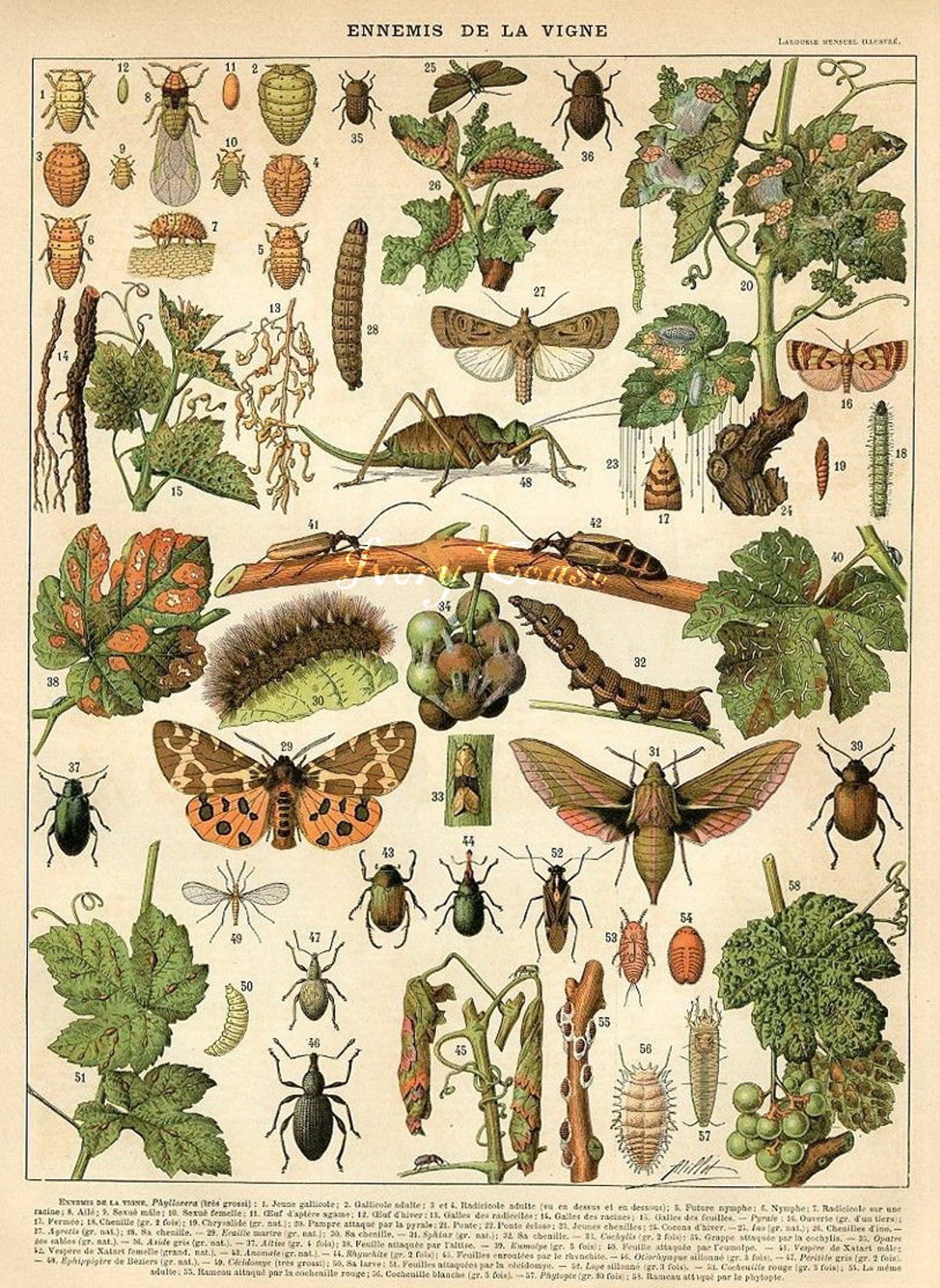 Bugs, Bugs, Bugs, Digital Download Ephemera. Insects, Butterflies ...