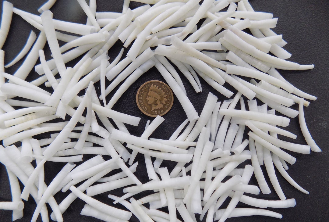 1 Lb White Dentalium Shells for Native Earrings and More - Etsy