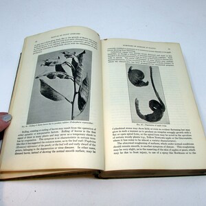 Vintage Book Manual of Plant Diseases, 2nd Edition, 1933 Frederick ...