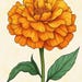 Diamond Art Painting Marigold Design Intricate Floral download Only ...