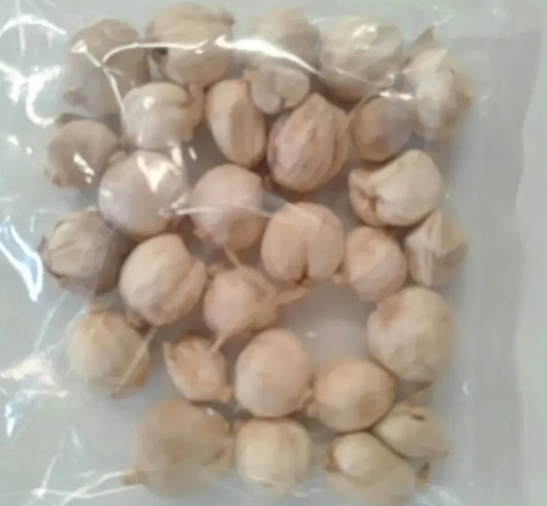 CARDAMOM PODS Indonesia Organic Natural Cardamom kapulaga - Etsy