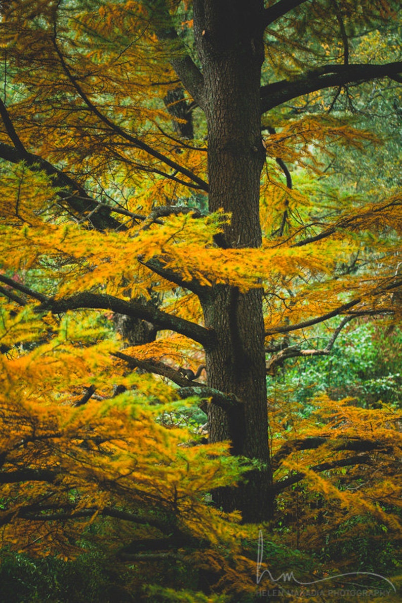 Nature Print Set, Four Seasons of New England, Cherry Blossoms, Winter ...