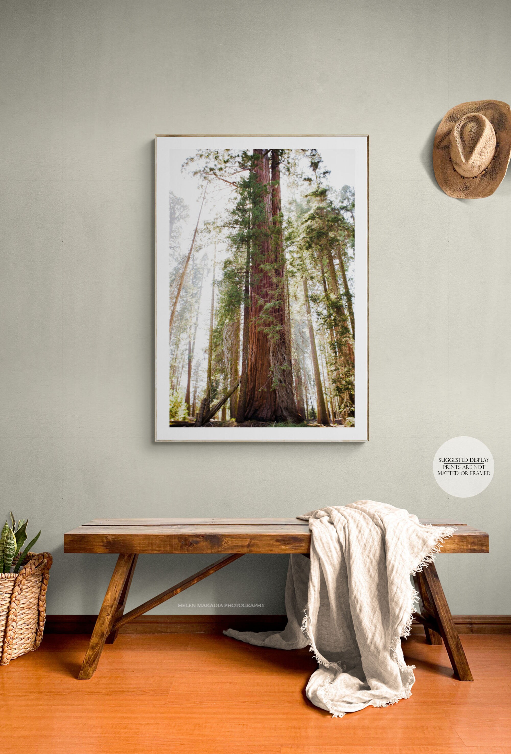 Sequoia National Park Photograph of Tree for Earthy Nature Home Decor ...