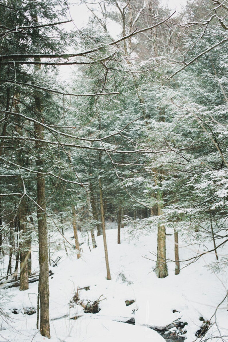 Nature Print Set, Four Seasons of New England, Cherry Blossoms, Winter ...