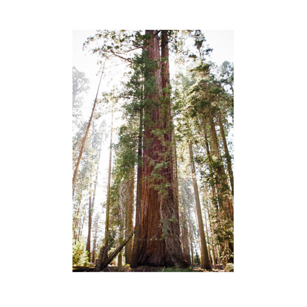 Sequoia National Park Photograph of Tree for Earthy Nature Home Decor ...