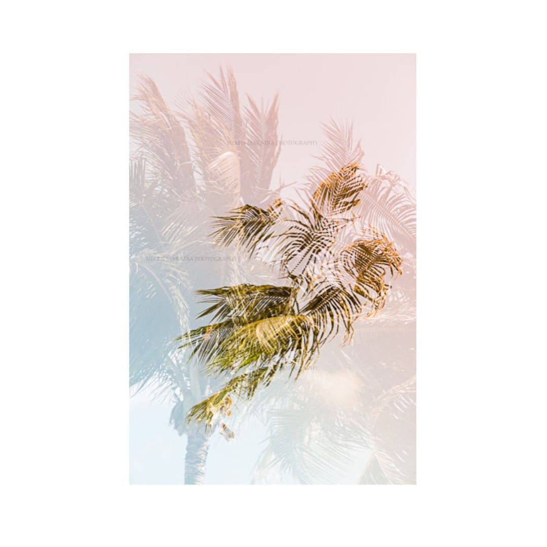 Palm Trees Photograph, Boho Florida Art Print, Tropical Palm Trees ...