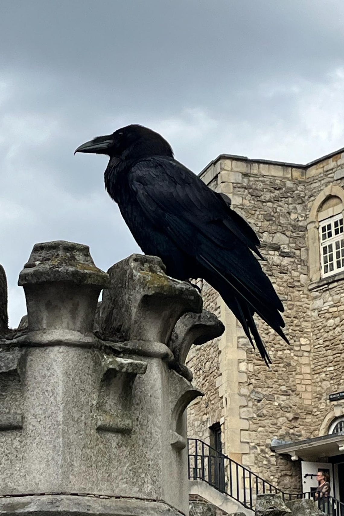 Raven at the Tower of London - Etsy