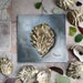 Kumamoto Oyster Shell ORIGINAL Oil Painting 6x6 Coastal Decor Seashell ...