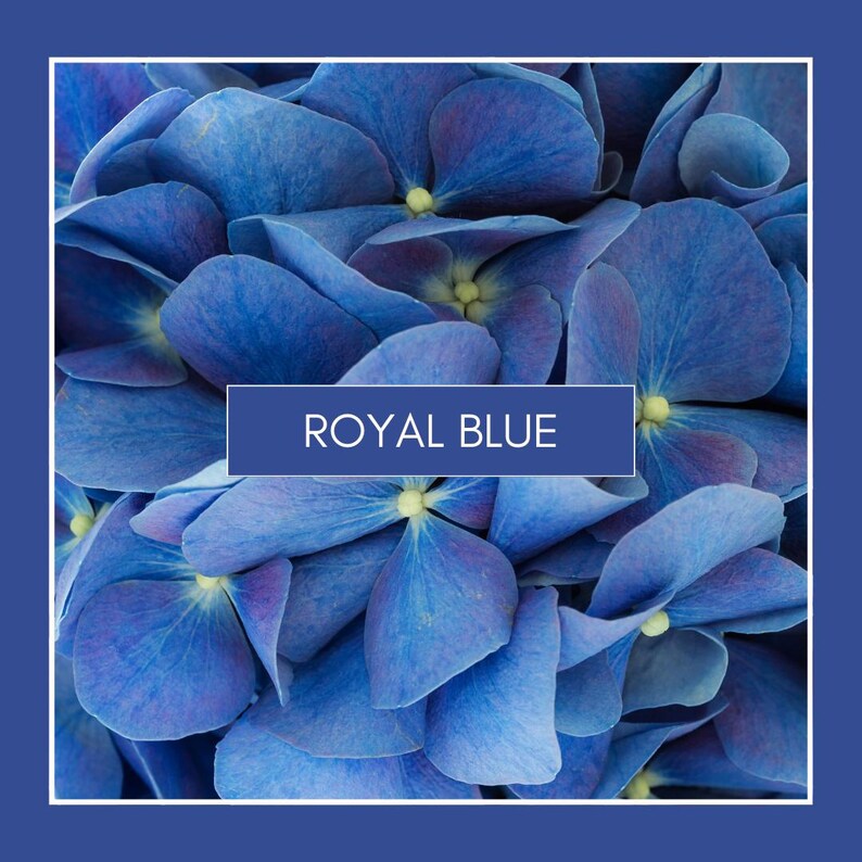 Deluxe Coastal Brand Palette Editable Canva Color Palette With Hex CMYK ...