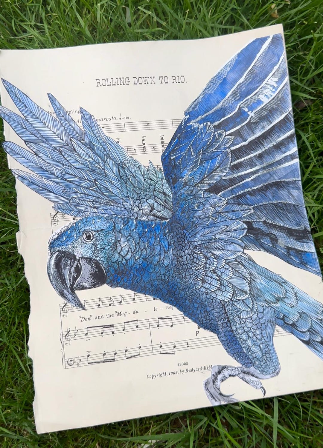 ROLLING TO RIO - Spixs Macaw Artwork,original Ink and Watercolour on ...