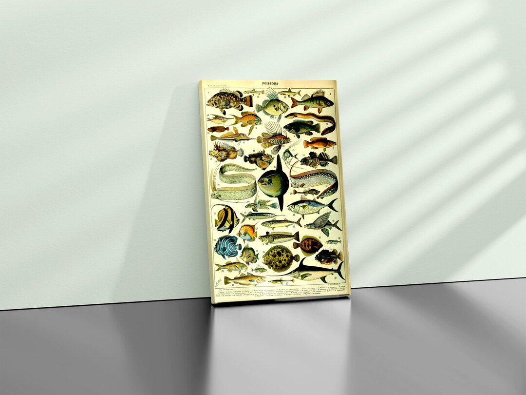 Fish Posters, Poissons, Millot Fishes, Millot Vintage Print, French ...