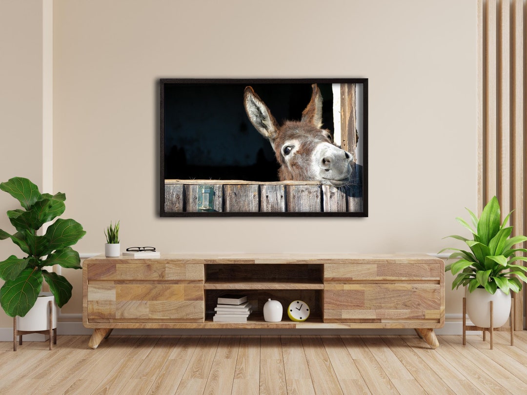 Funny Donkey Canvas Print Animals Print, Fine Art Photography,art ...