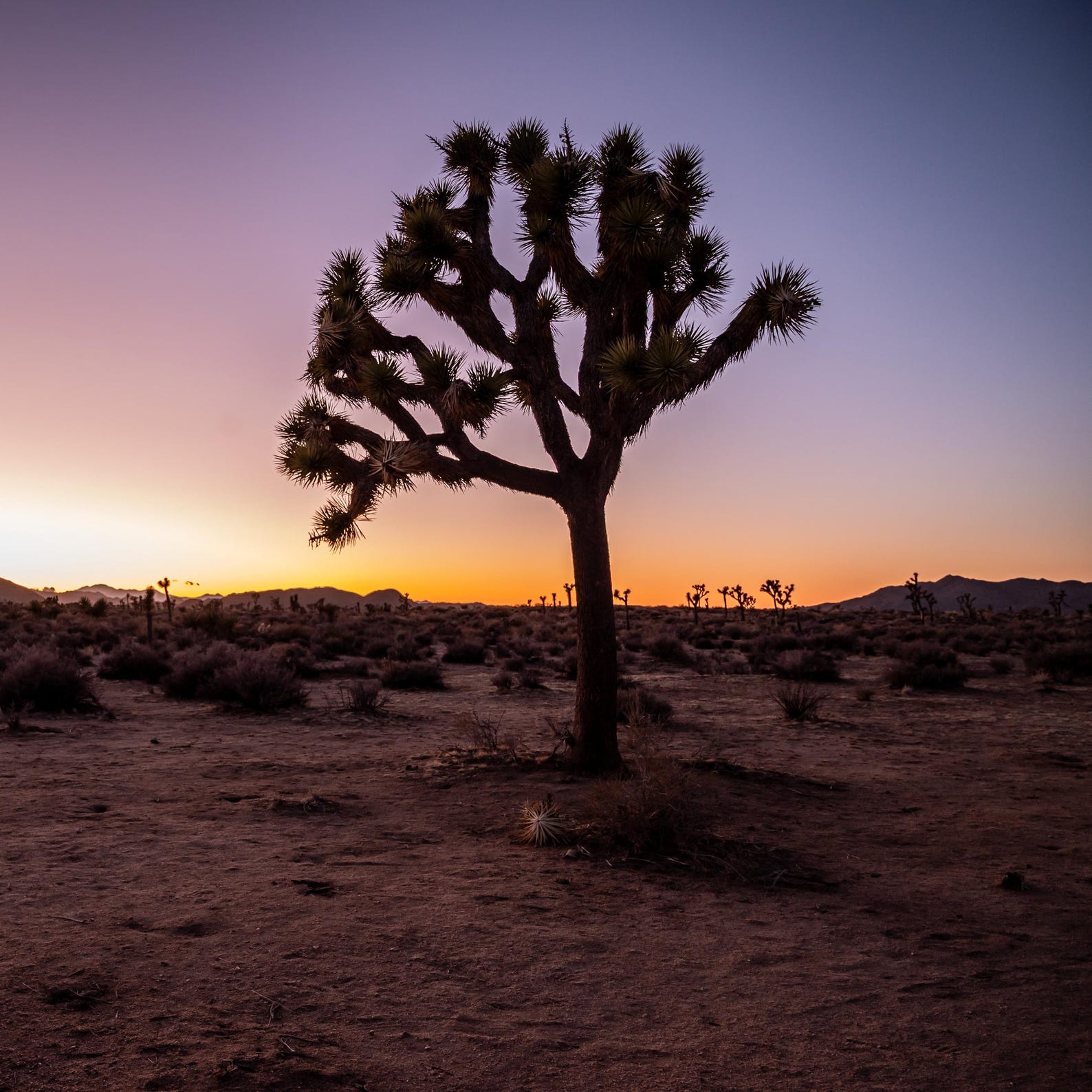 Joshua Tree Print at Sunset | Digital Desert Landscape Fine Photography ...