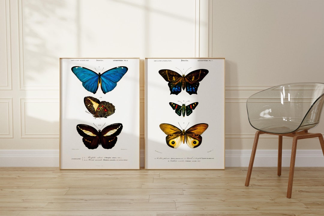 Set of 2 Butterfly Diagram Posters, Educational Print, Vibrant Kids ...