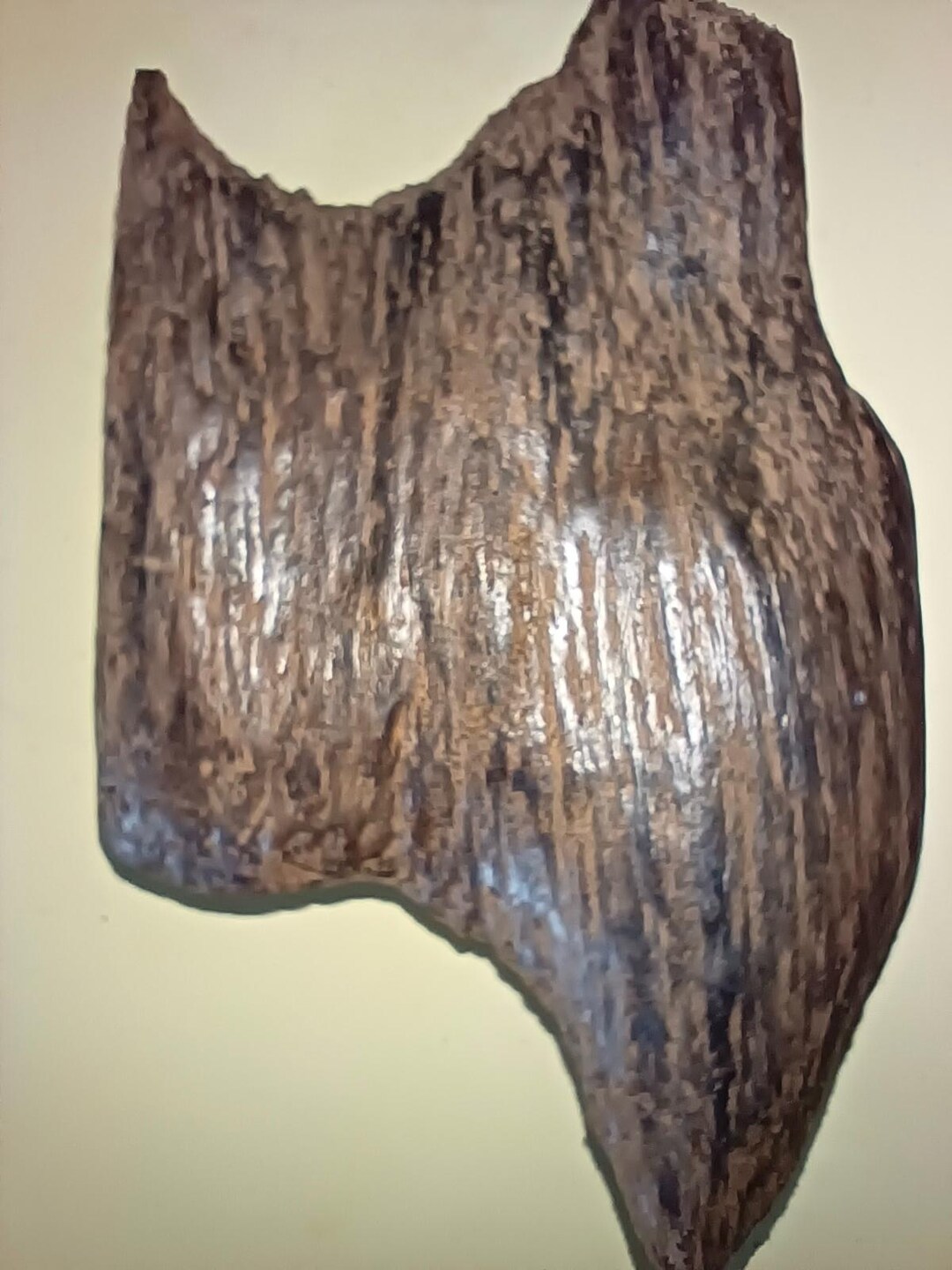 AAAA+++ Sinking Wild Kynam|kyara Aq Malaccensis Central Borneo Malaysia ...