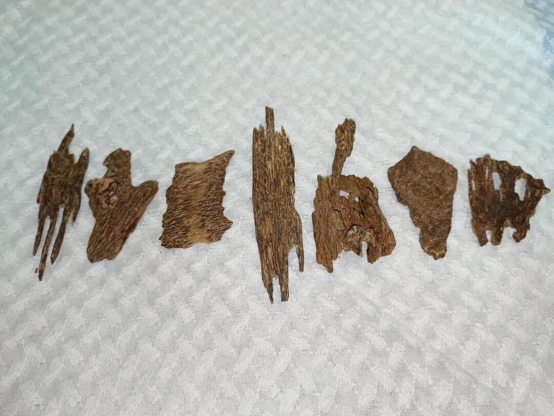 AAAA+ Aq Microcarpa Kynam Grade, Wild Tree 100++ Years (vintage ...