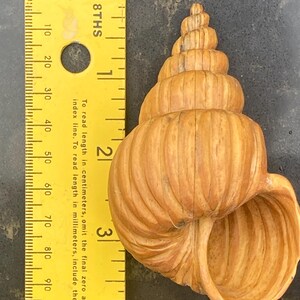 Conical Spiral Shell - Etsy