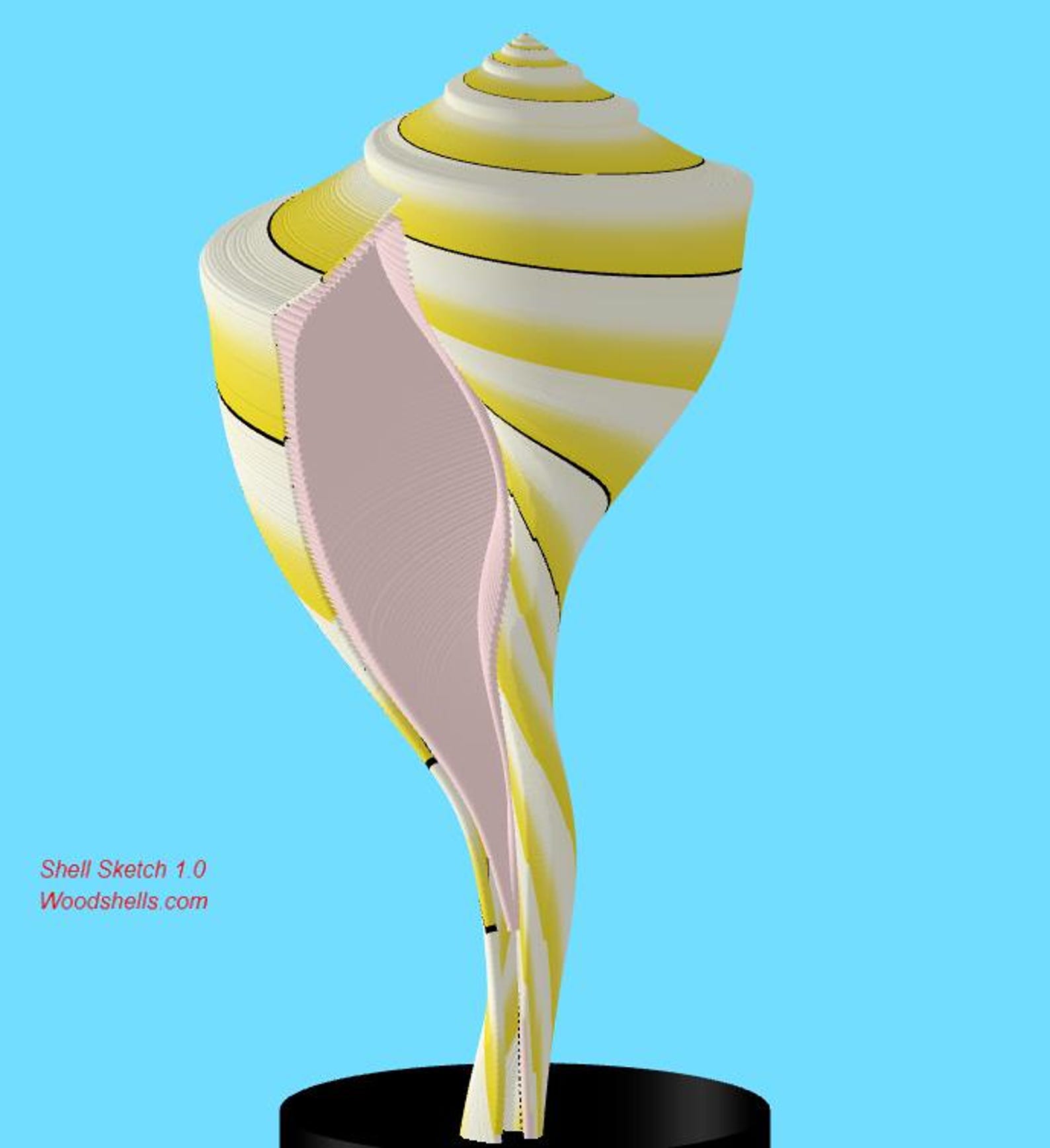 Southern Yellow Pine Lightning Whelk Shell - Etsy