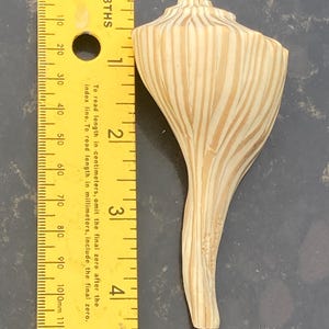 Southern Yellow Pine Lightning Whelk Shell - Etsy