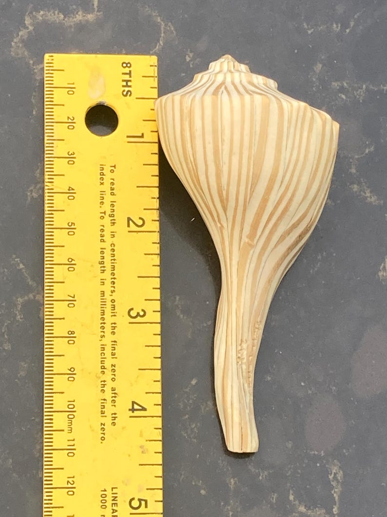 Southern Yellow Pine Lightning Whelk Shell - Etsy