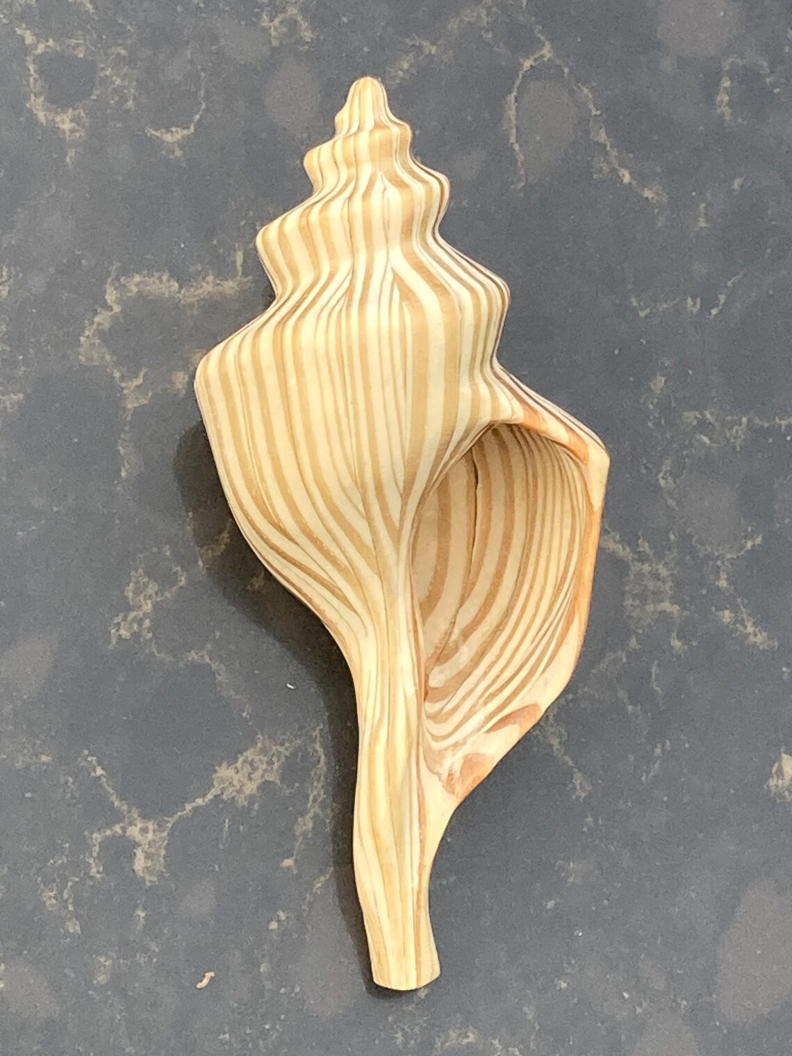 Southern Yellow Pine Horse Conch Shell - Etsy