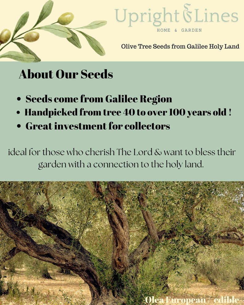 Olive Tree Seeds : Galilee , Olive Oil Plant, Edible Olive, Olea ...