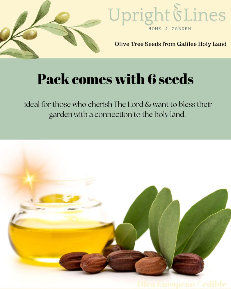 Olive Tree Seeds : Galilee , Olive Oil Plant, Edible Olive, Olea ...