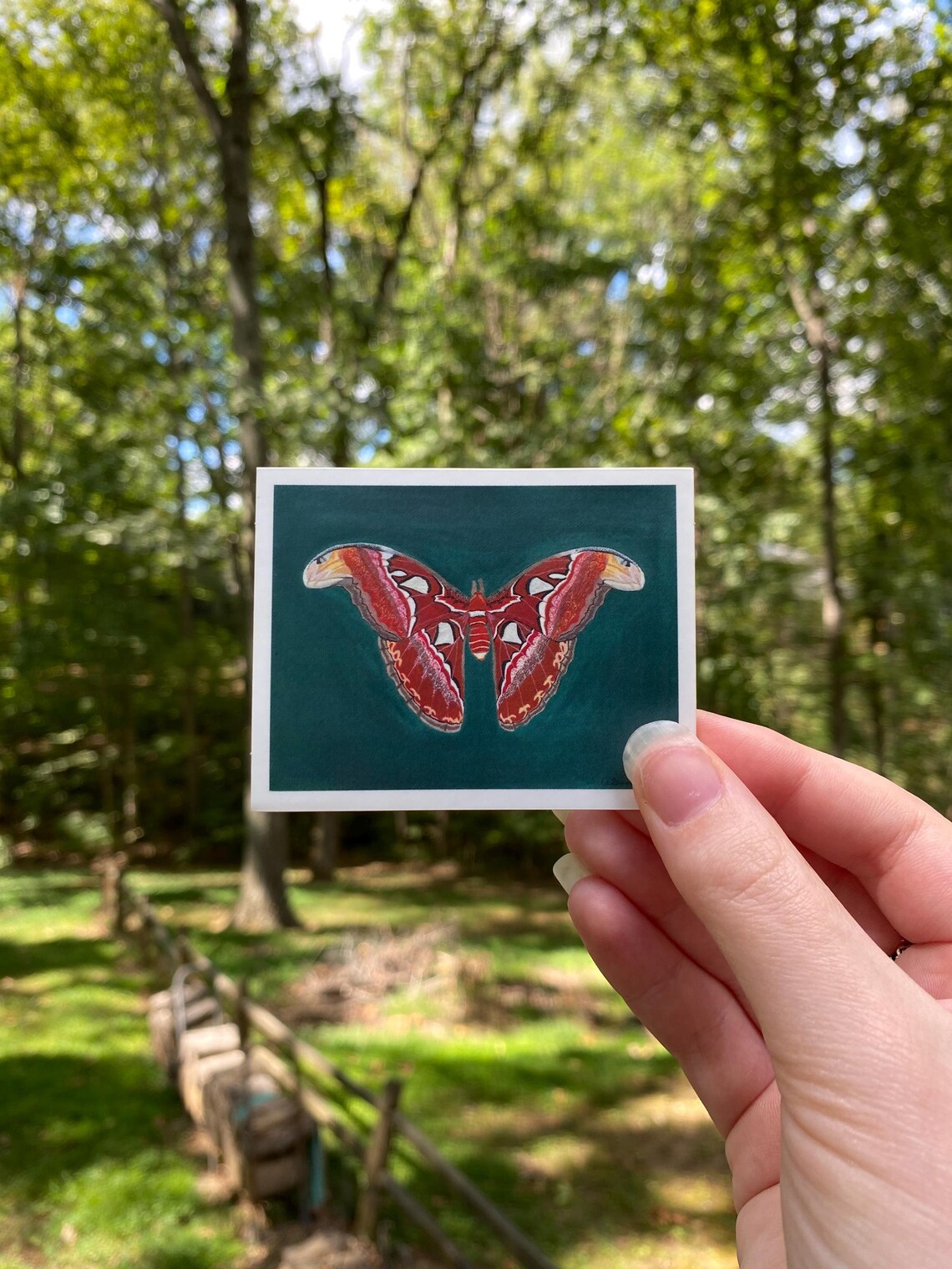 Atticus Atlas Moth Sticker - Etsy
