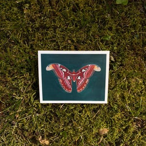 Atticus Atlas Moth Sticker - Etsy