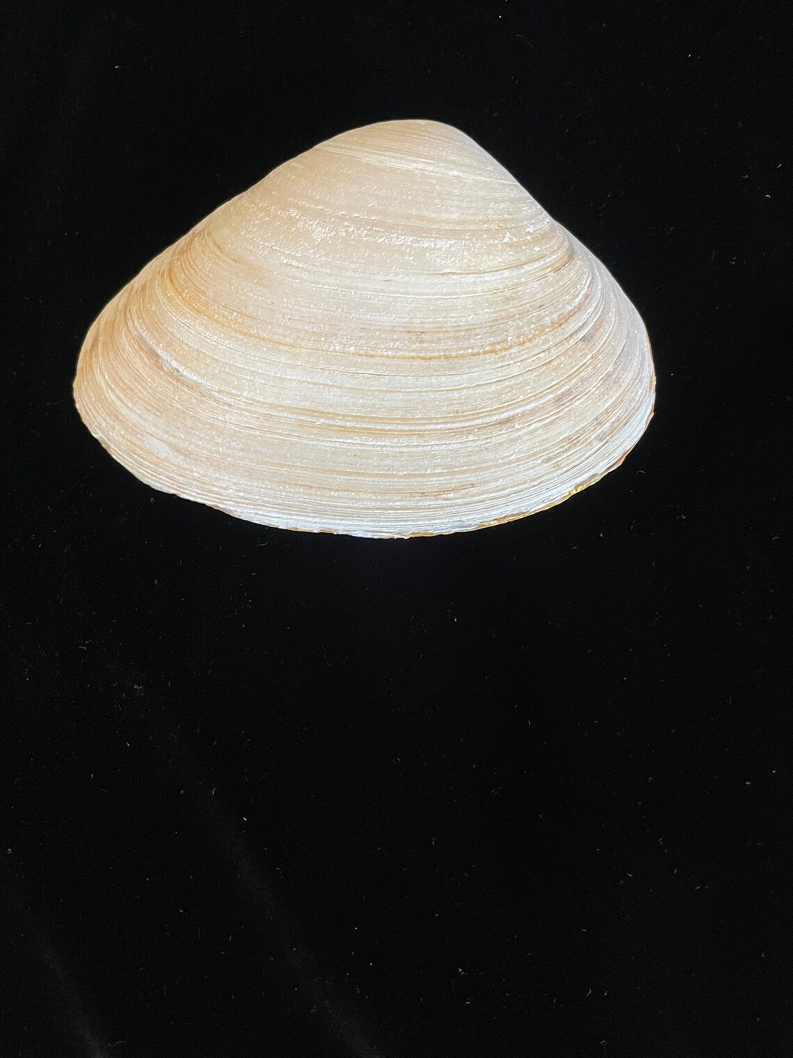 Winged Foot Golf Club Logo Clam Shell Golf Clubs and Flying Foot ...