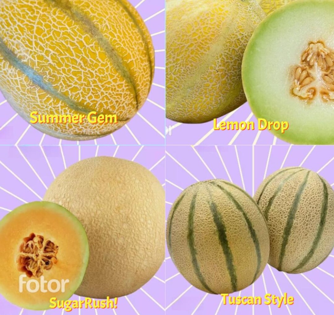 My Favorite Melon Bundle 20 Seeds for Each Rare Melon Organic Nongmo - Etsy