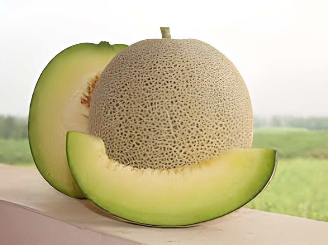 Heirloom Green Nutmeg Melon A Sweet Descendant of the Famous Rocky Ford ...