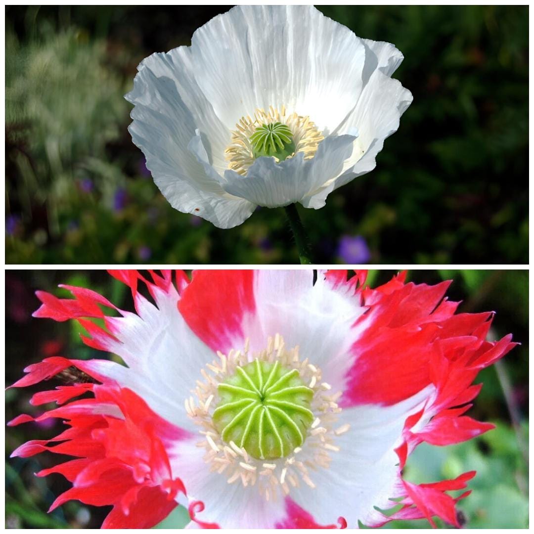 1650 Seed Poppy Combo Peshawar White & Danish Flag P. Somniferum - Etsy
